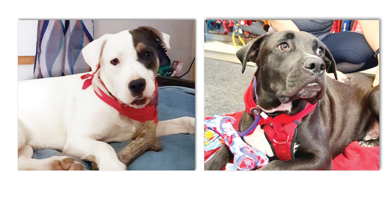 Rescue of the Month: Almost Home Rescue of New England – Downeast Dog News