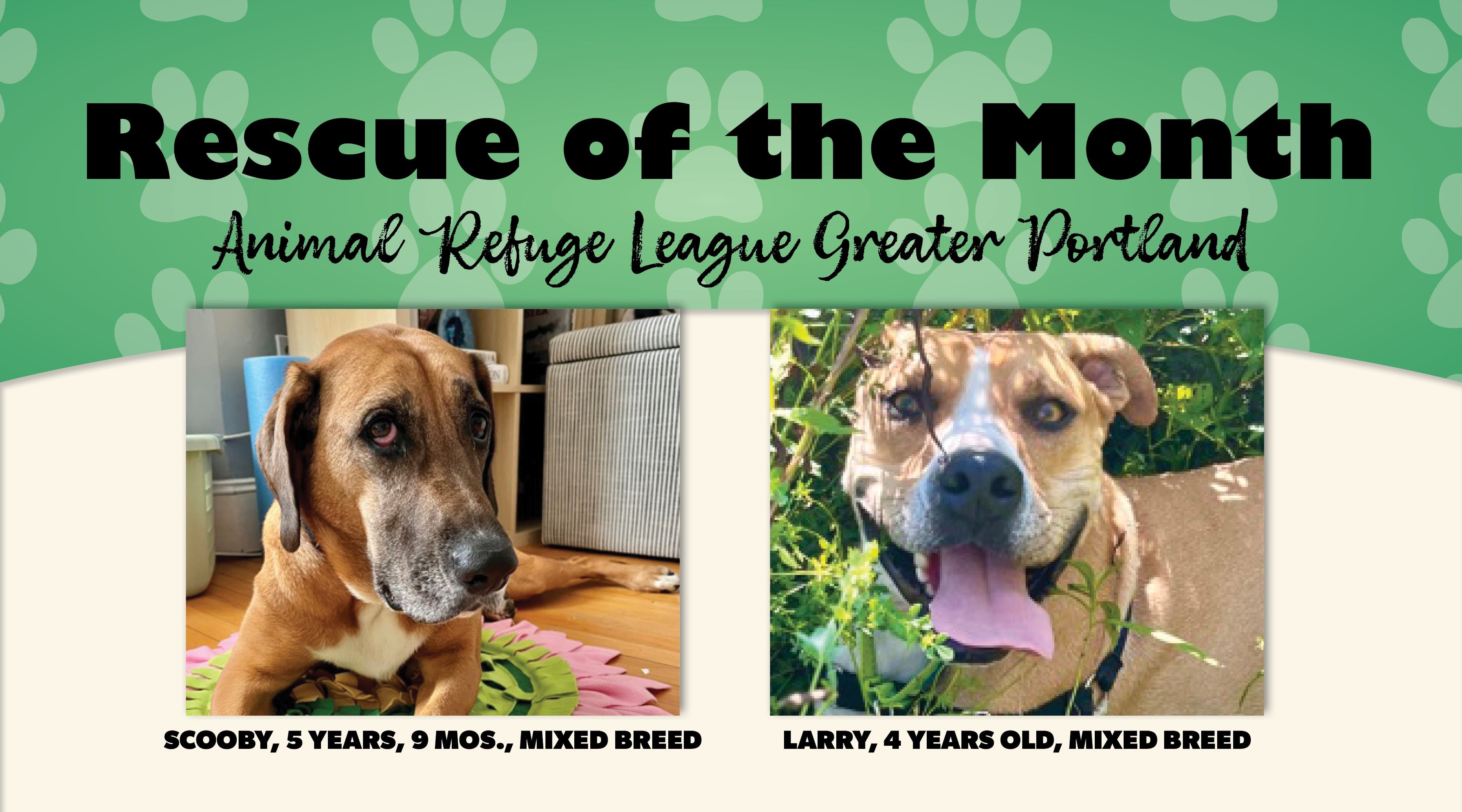 Animal Refuge League Greater Portland – Downeast Dog News